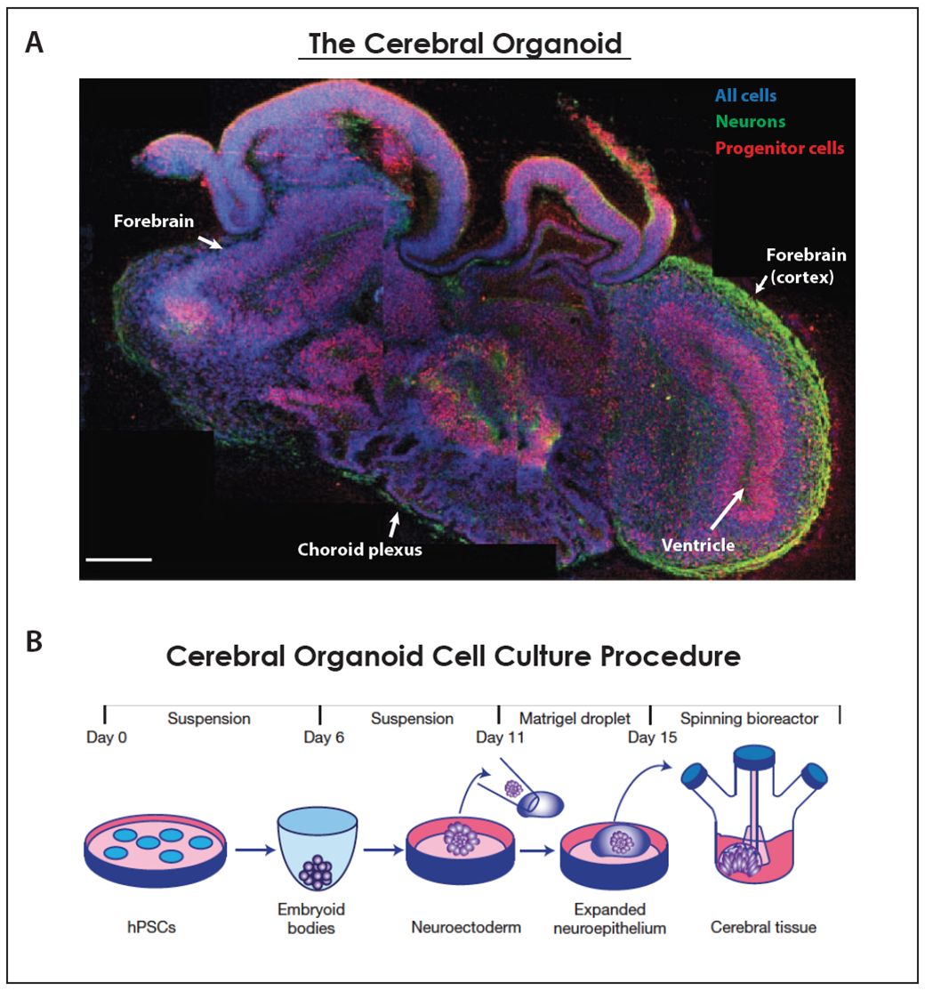 Organoids in Vitro – Professor Ramos' Blog