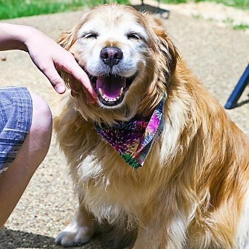 Love Never Grows Old; Why Adopting a Senior Dog Pays Out Tenfold ...